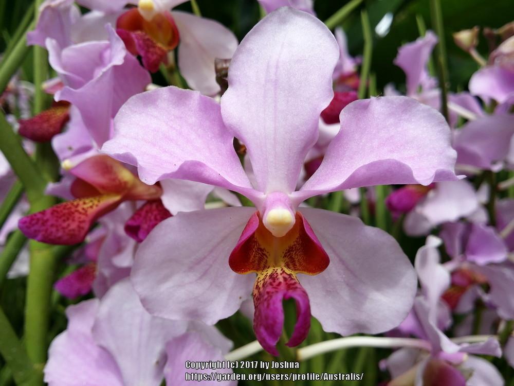 Orchid (Papilionanda John Clubb) - Garden.org