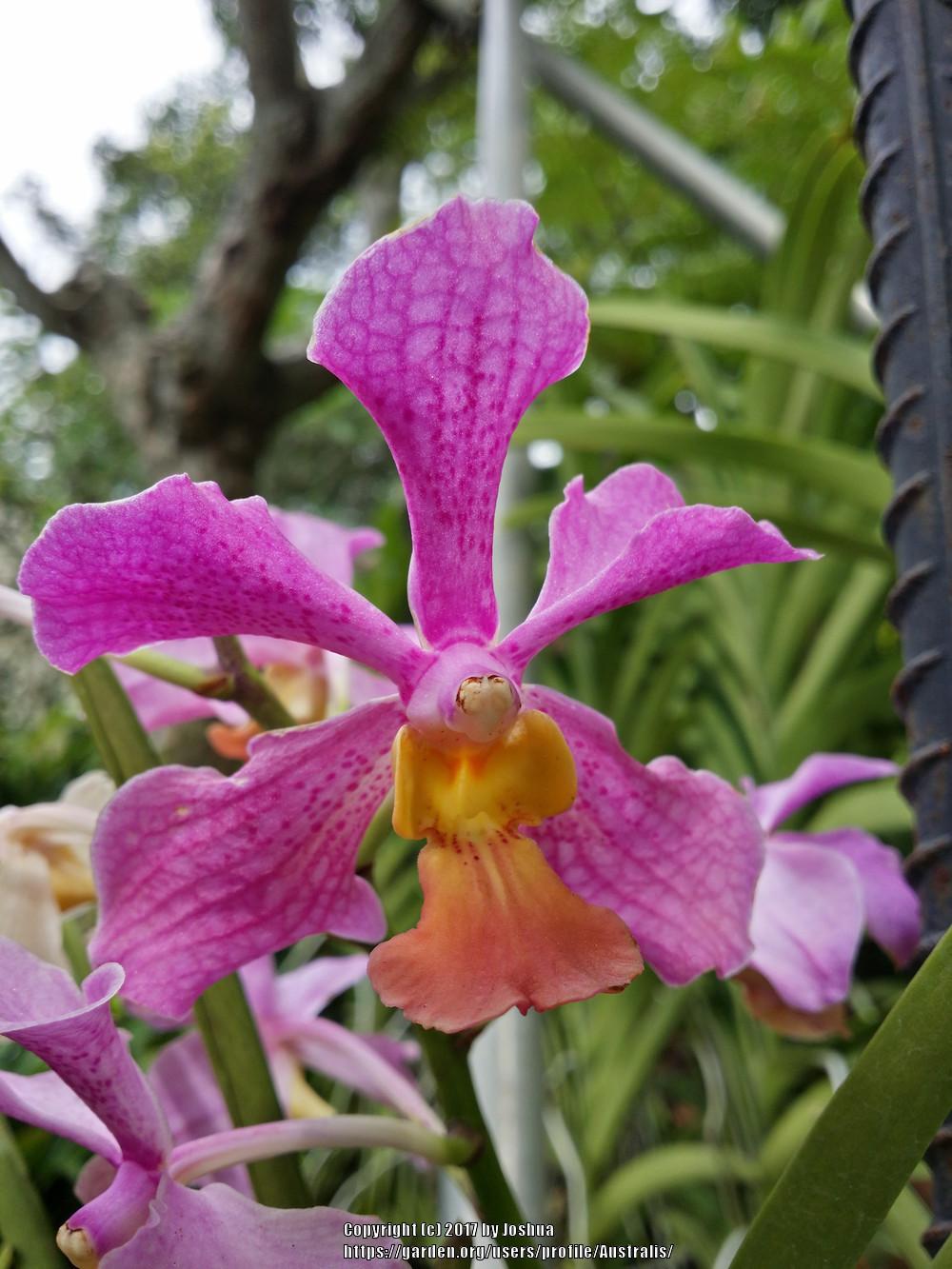 Photo of the bloom of Orchid (Papilionanda Andrea Bocelli) posted by ...