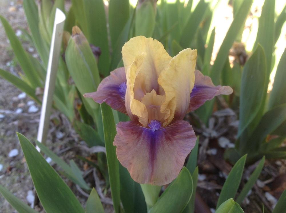 Standard Dwarf Bearded Iris (Iris 'Maglissa') in the Irises Database ...