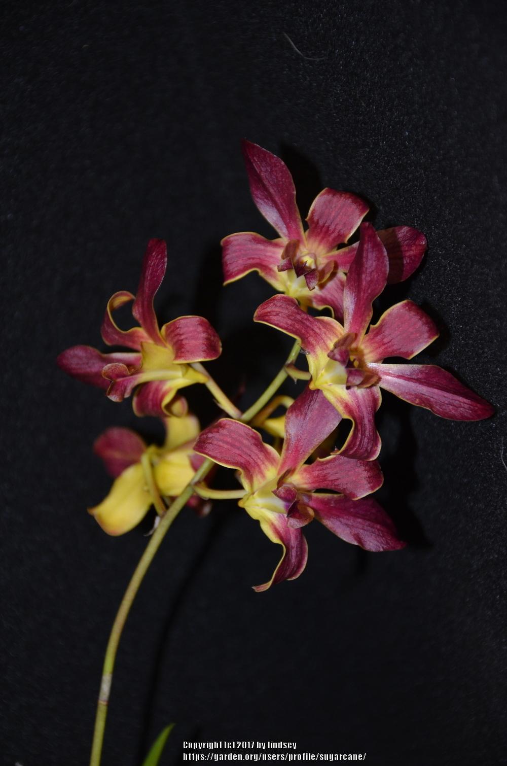 Orchid (Dendrobium Copper Queen) - Garden.org