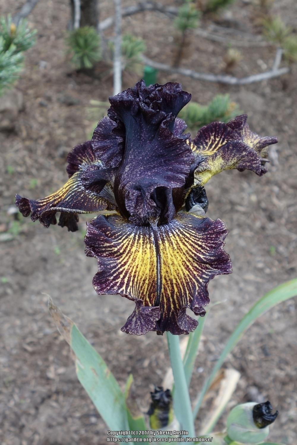 Tall Bearded Iris (Iris 'Dark Energy') in the Irises Database - Garden.org