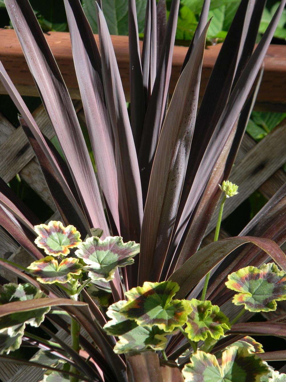Photo of the leaves of Cabbage Tree (Cordyline australis 'Red Star ...