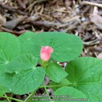 Photo of the entire plant of Turk's Cap (Malvaviscus arboreus var. drummondii 'Pam Puryear ...
