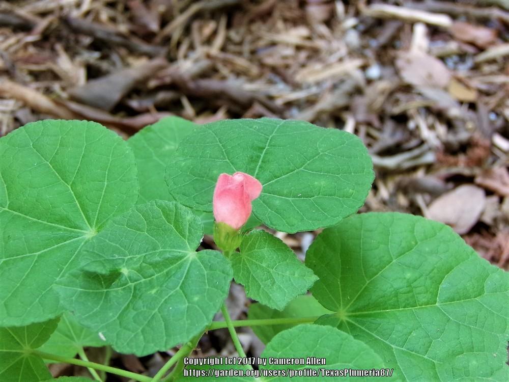 Photo of the bloom of Turk's Cap (Malvaviscus arboreus var. drummondii 'Pam Puryear') posted by ...