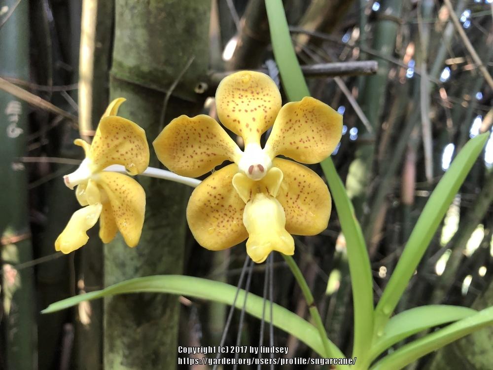 Orchid (Vanda denisoniana 'Norma') - Garden.org