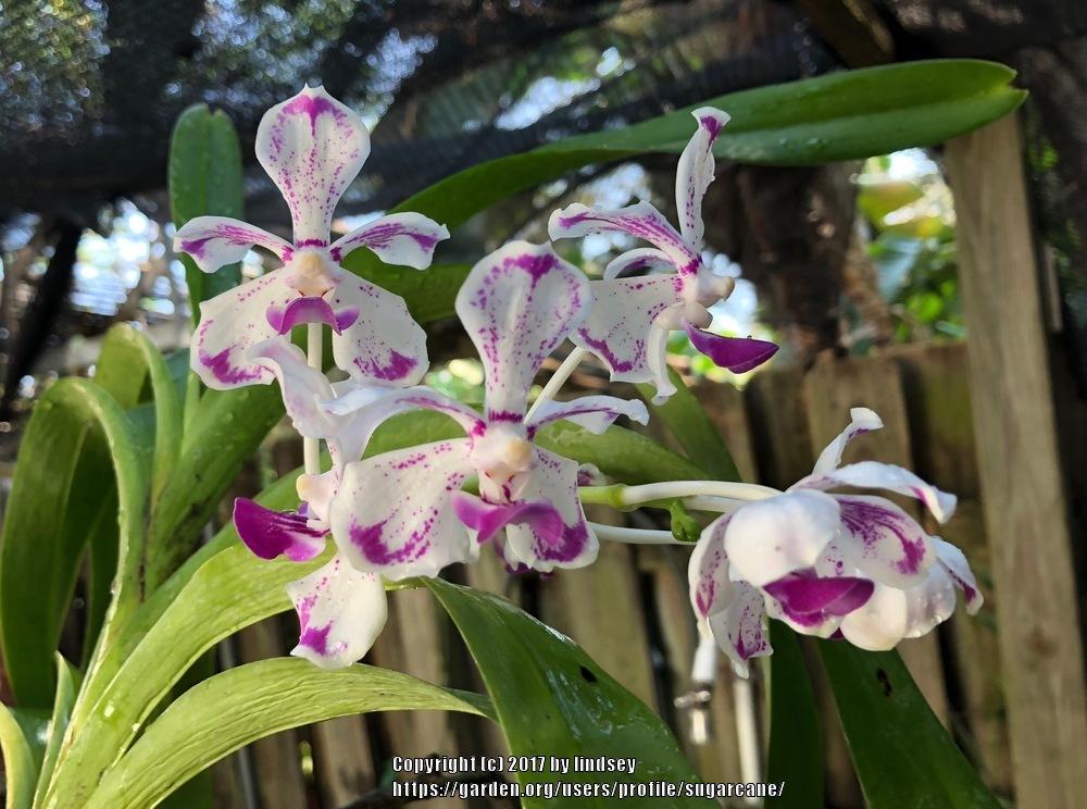 Photo of the bloom of Orchid (Vanda luzonica) posted by sugarcane ...