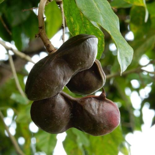 Archidendron jiringa - Garden.org