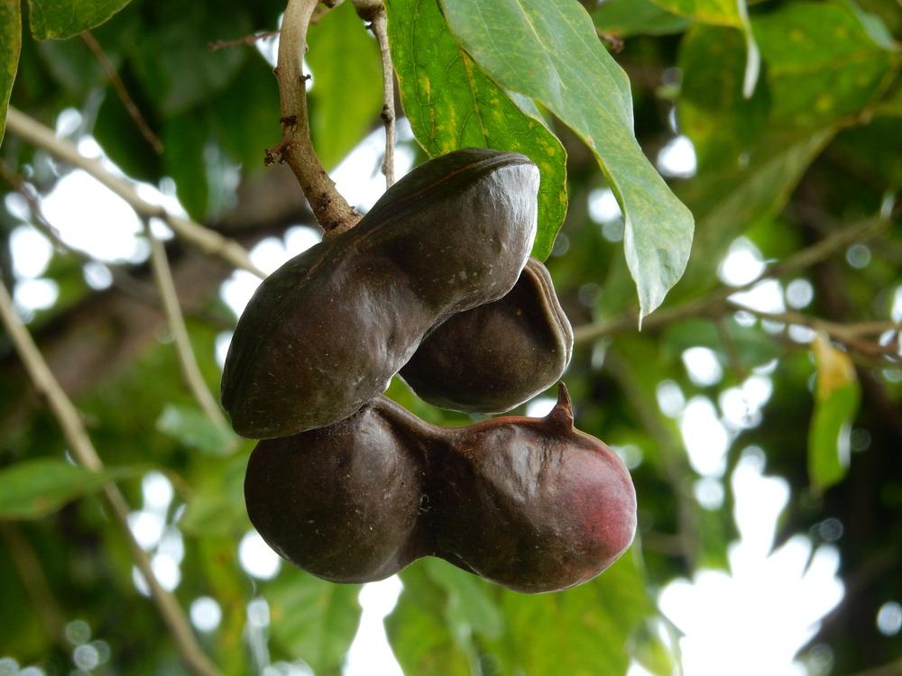 Archidendron jiringa - Garden.org