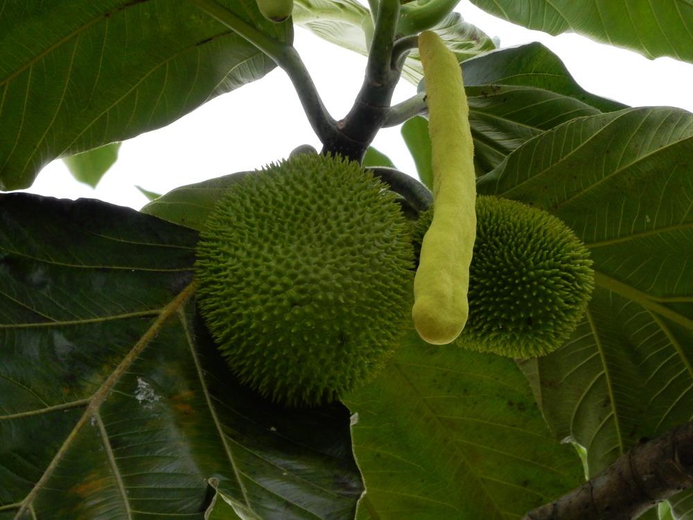 Photo of the fruit of Breadnut (Artocarpus camansi) posted by ...