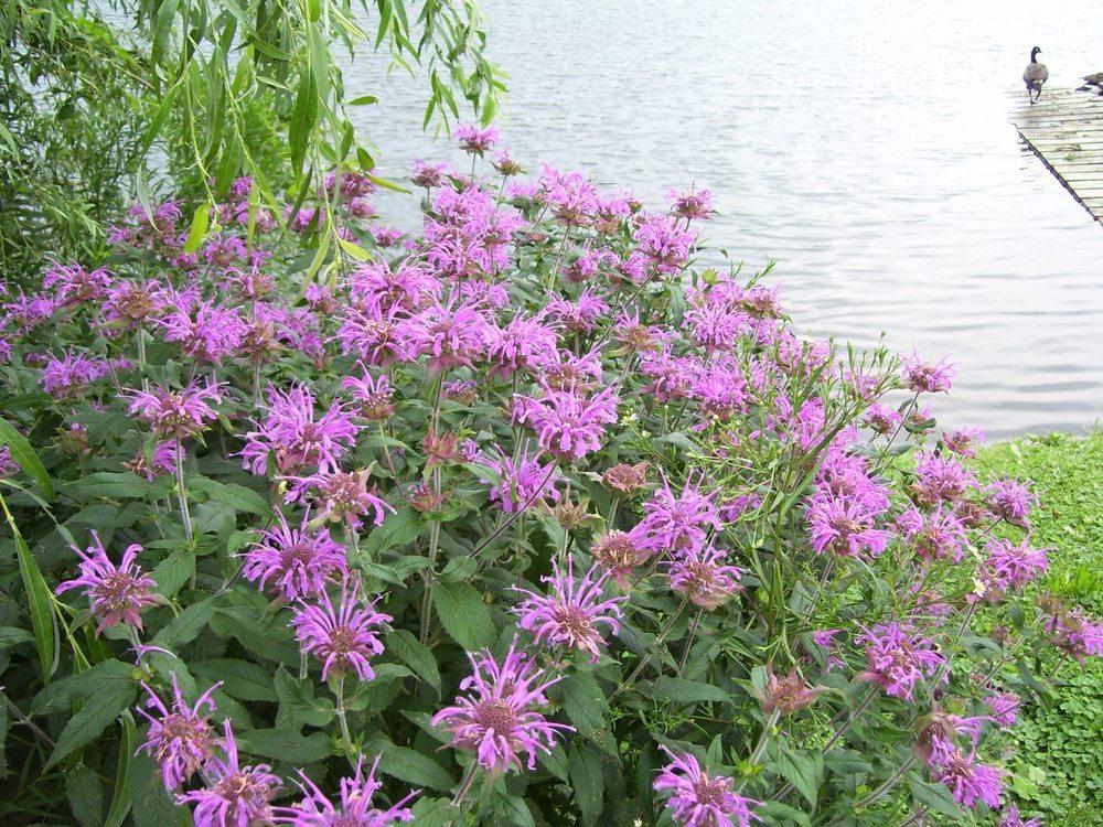Beebalm (Monarda 'Scorpion') in the Bee Balms Database - Garden.org