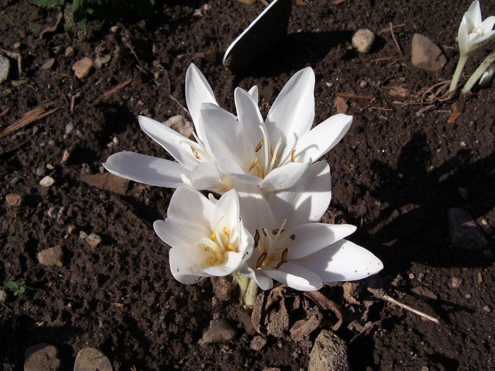 Photo of the bloom of False Autumn Crocus (Colchicum autumnale 'Album ...