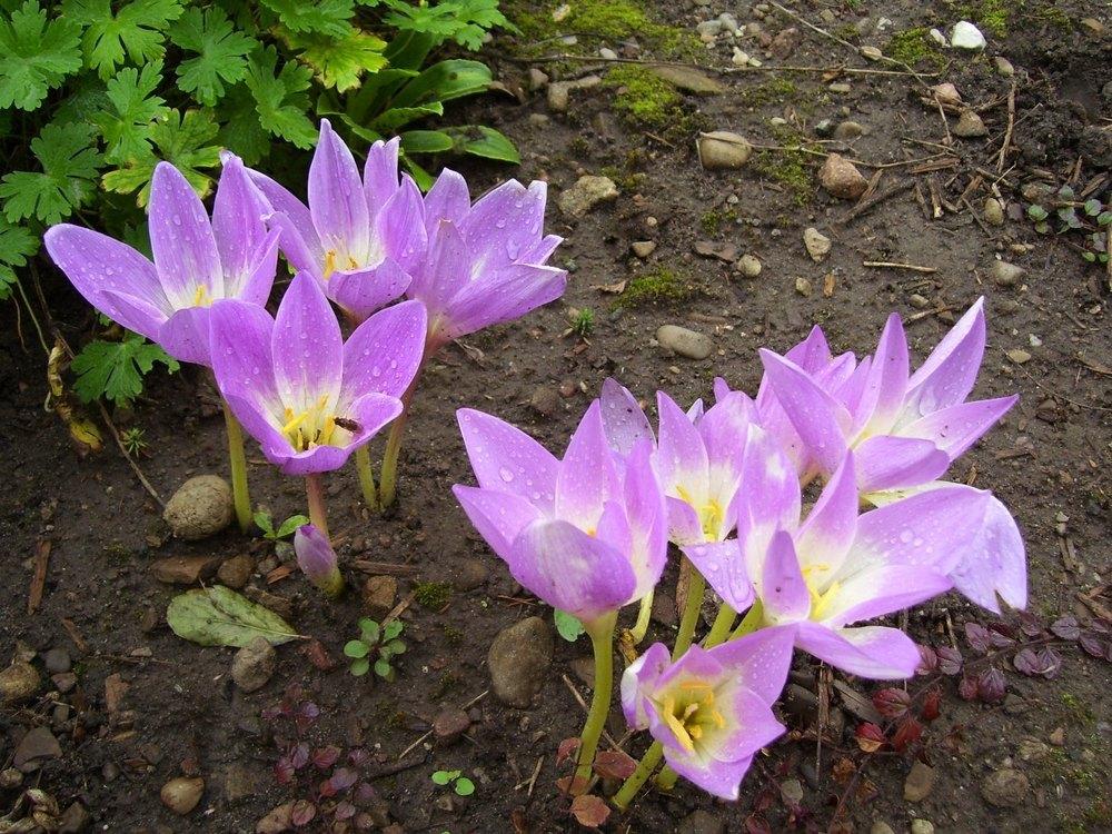 Autumn Crocus (Colchicum 'Autumn Queen') in the Colchicums Database ...