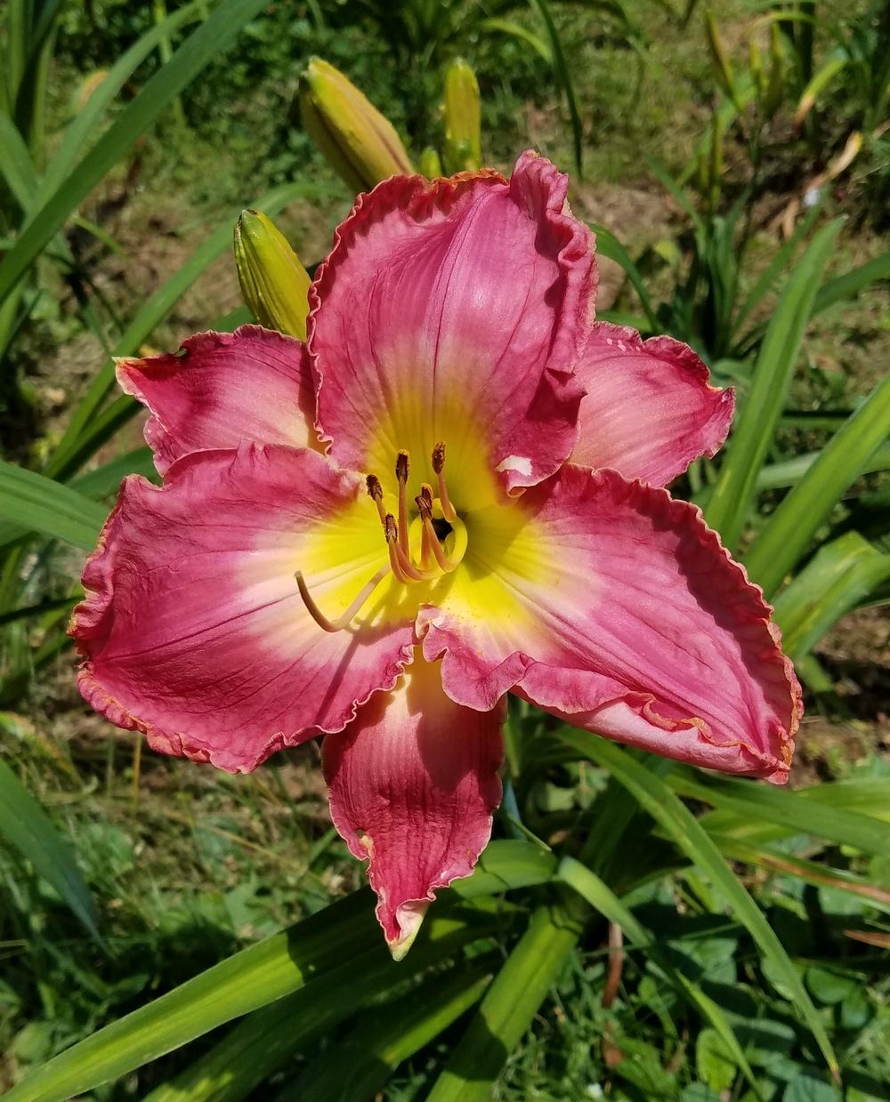 Daylily (Hemerocallis 'Ruth's Dream') in the Daylilies Database ...