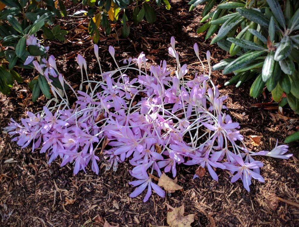 False Autumn Crocus (Colchicum autumnale) in the Colchicums Database ...