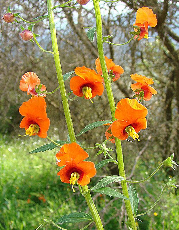 Mask Flower (Alonsoa meridionalis) - Garden.org