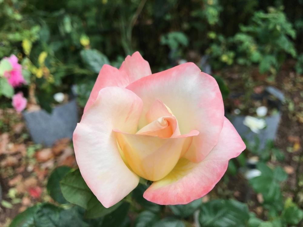 Rose (Rosa 'Mercury Rising') in the Roses Database - Garden.org