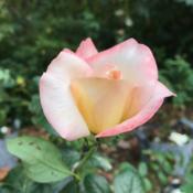 Rose (Rosa 'Mercury Rising') in the Roses Database - Garden.org