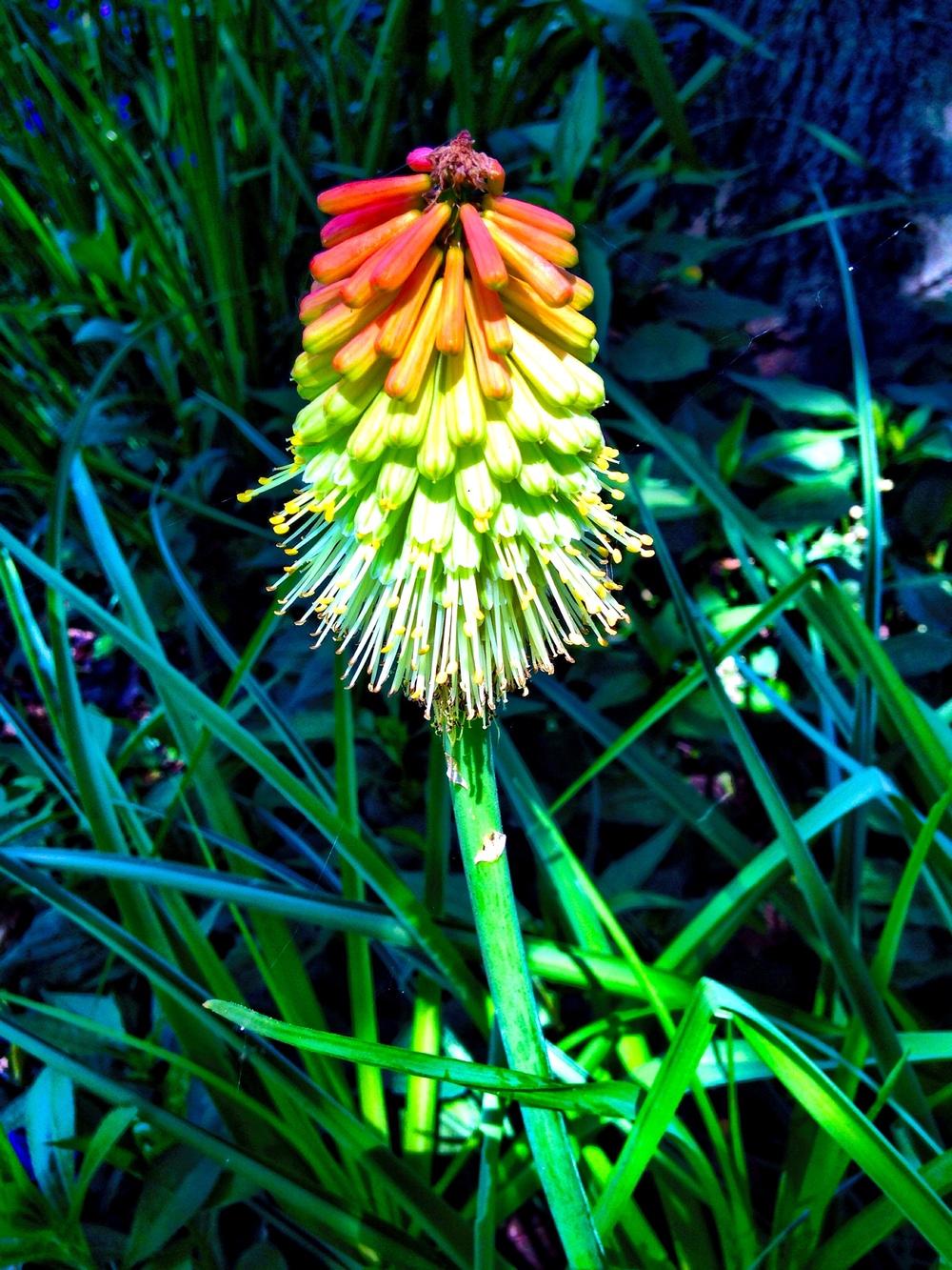 Torch Lilies: Plant Care and Collection of Varieties - Garden.org