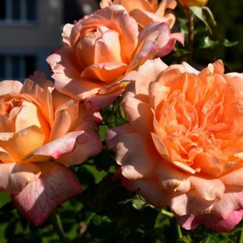 Rose (Rosa 'English Sonnet') in the Roses Database - Garden.org