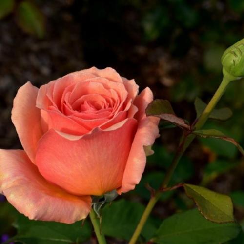 Rose (Rosa 'Ashram') in the Roses Database - Garden.org