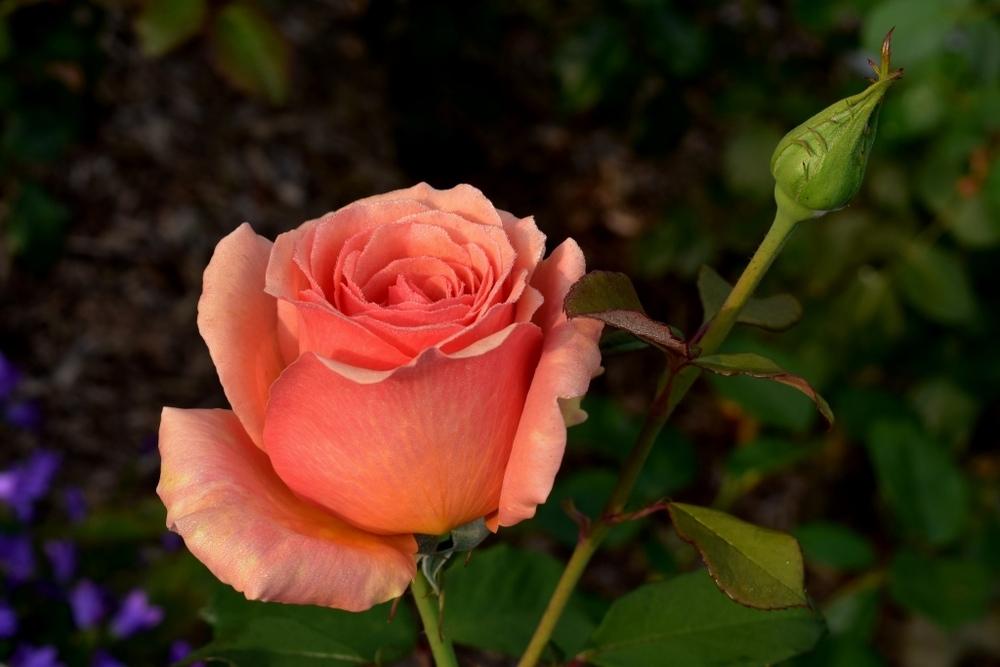 Rose (Rosa 'Ashram') in the Roses Database - Garden.org