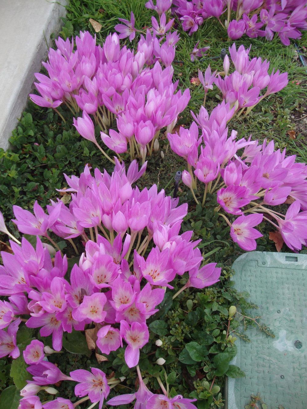 The Main Plant entry for Colchicums (Colchicum) - Garden.org