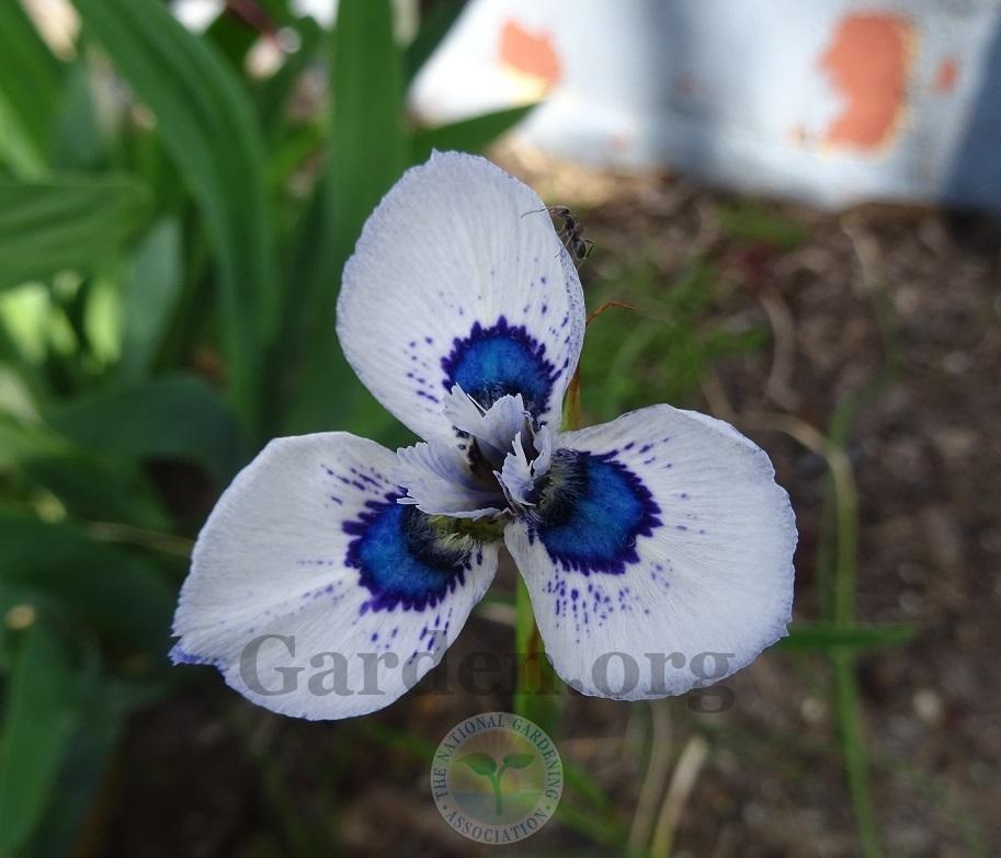 Peacock Iris (Moraea aristata) - Garden.org