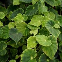 Photo of the entire plant of Begonia (Begonia mazae) posted by skylark ...