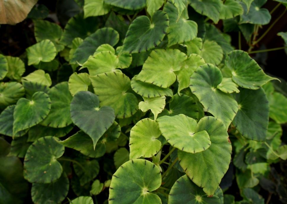 Photo of the entire plant of Begonia (Begonia mazae) posted by skylark ...