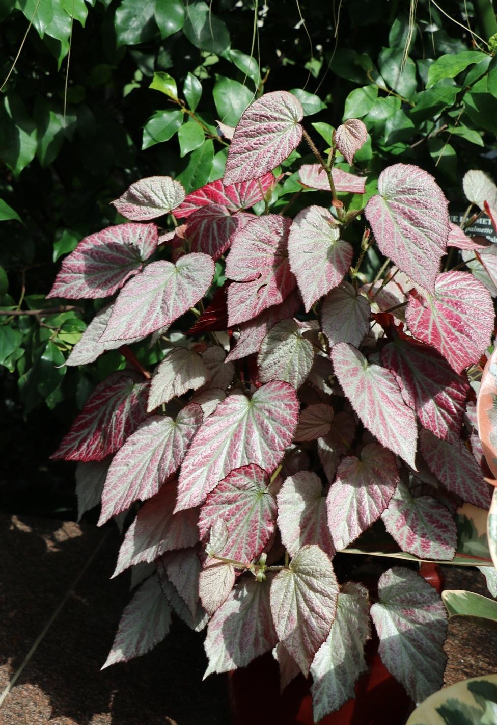 Begonia 'Two Face' in the Begonias Database - Garden.org
