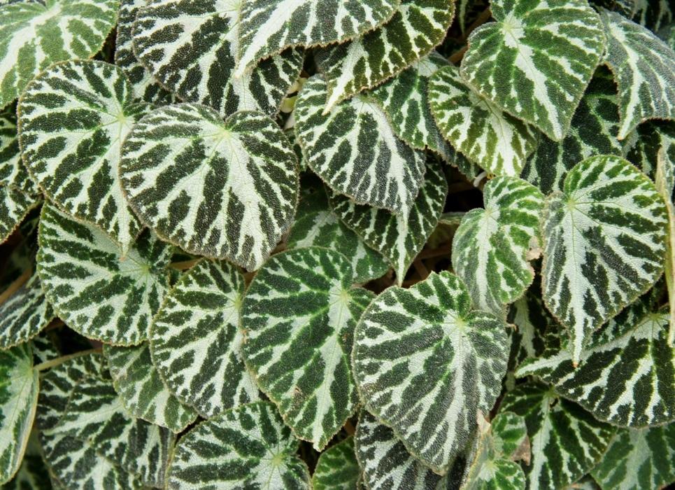 Begonia 'Silver Jewell' in the Begonias Database - Garden.org