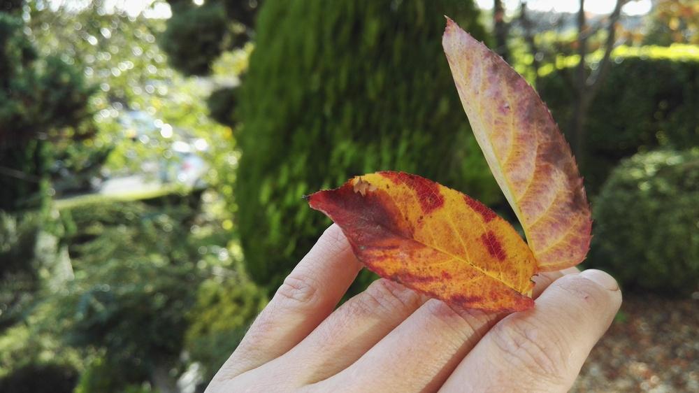 Tree Ident in the Plant ID forum - Garden.org