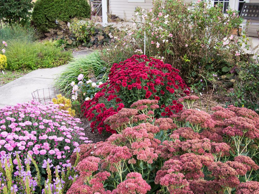 Reflexed Korean Chrysanthemum (Chrysanthemum 'Ruby Mound') - Garden.org