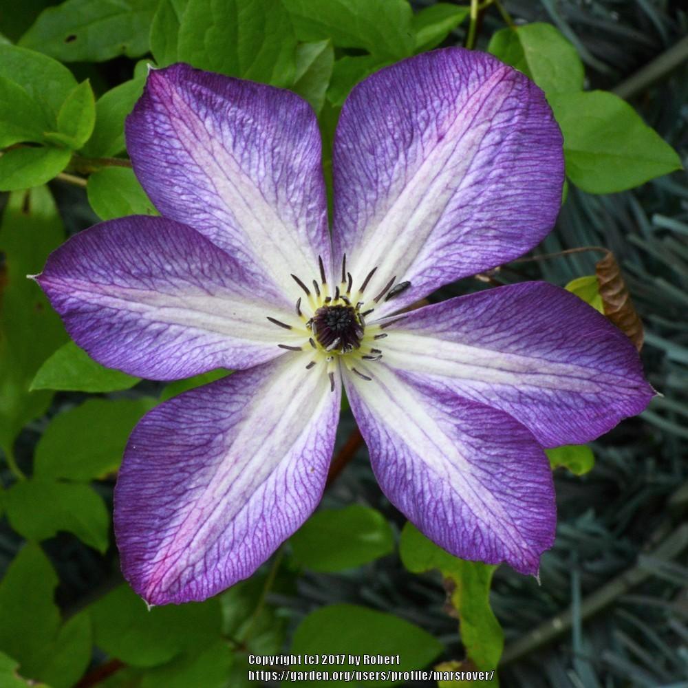 Photo of the bloom of Clematis (Clematis cirrhosa 'Stargazer') posted ...