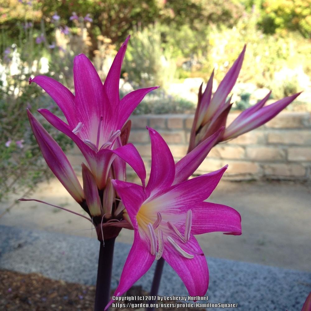 Amaryllis: Plant Care and Collection of Varieties - Garden.org