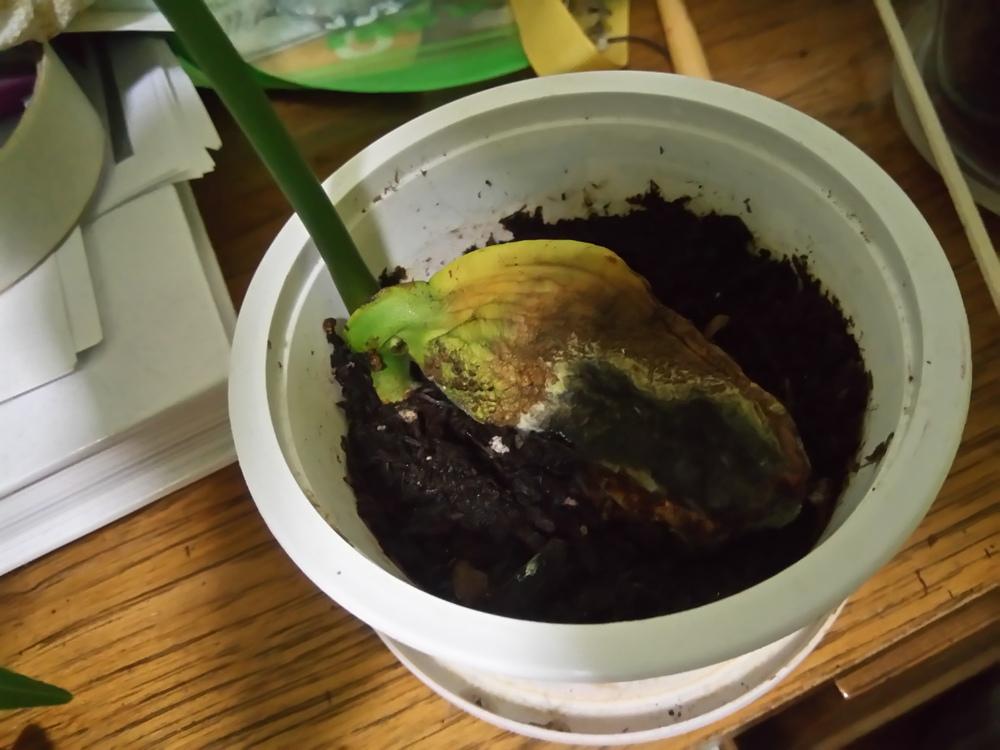 Mango seedling rotting - please help! in the Ask a Question forum ...