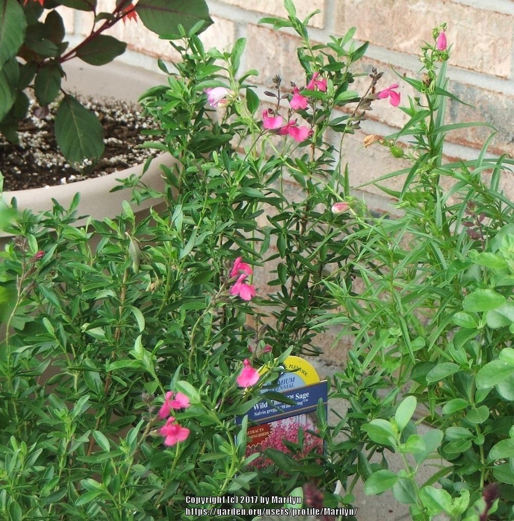 Photo of the bloom of Autumn Sage (Salvia greggii 'Wild Thing') posted ...