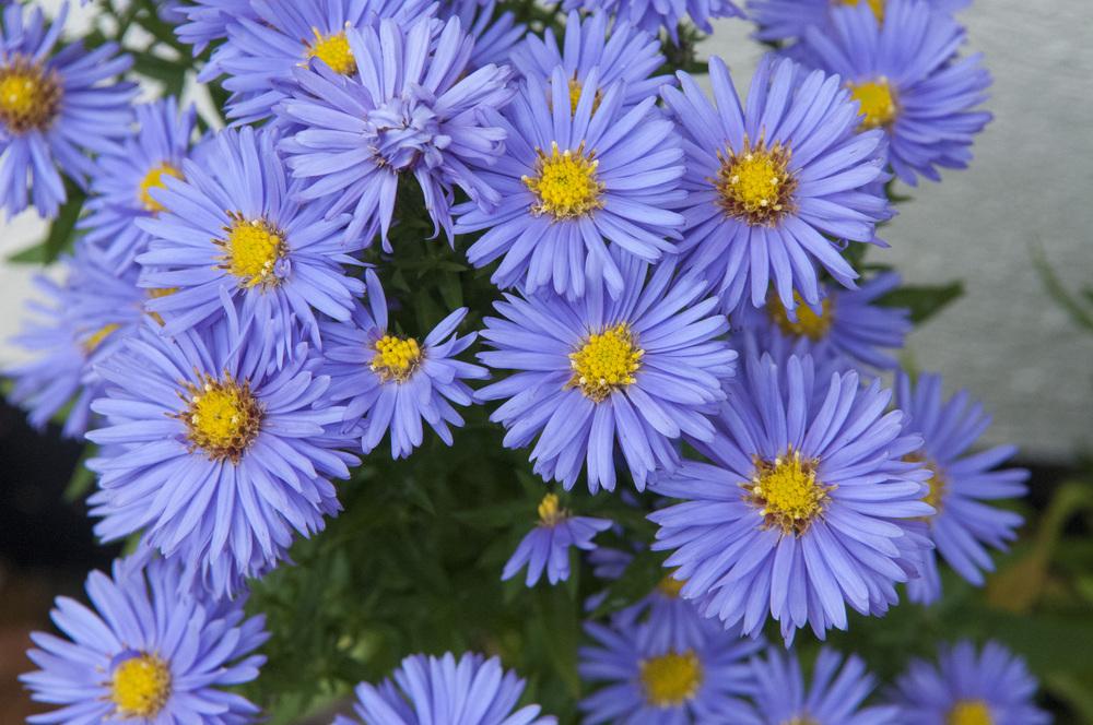 Asters: Plant Care and Collection of Varieties - Garden.org
