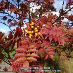 Photo of the fruit of Rowan (Sorbus 'Copper Kettle') posted by ...