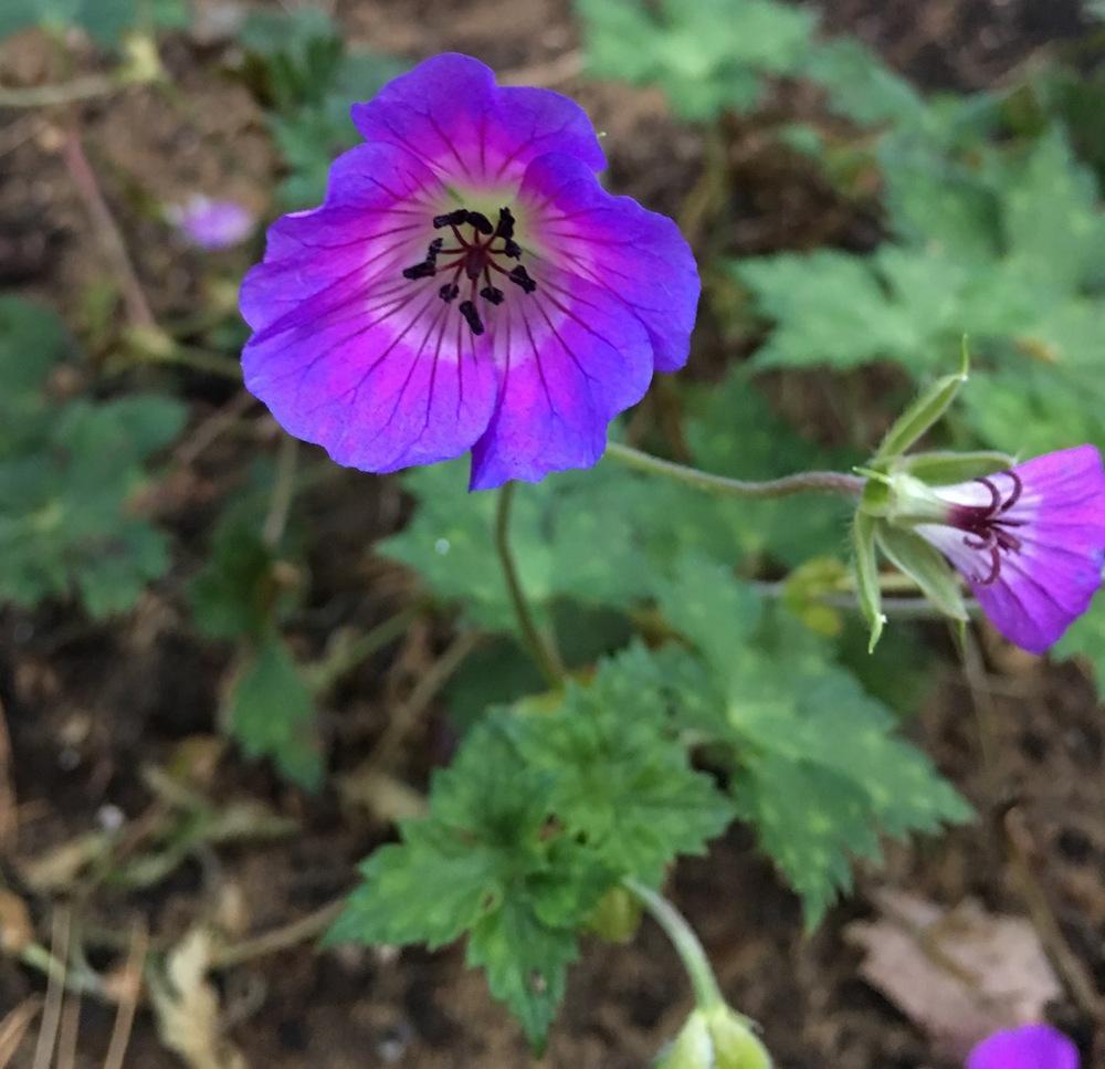 Geranium 'Rise and Shine' in the Geraniums Database - Garden.org