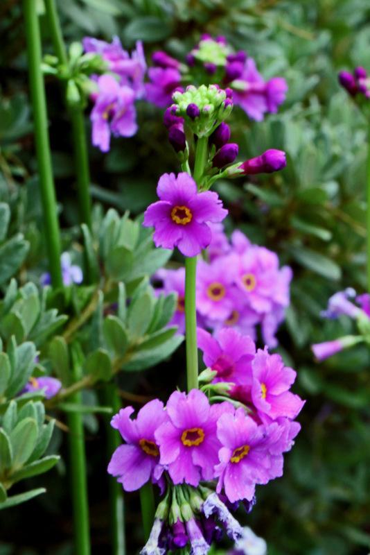 Candelabra Primrose (Primula poissonii) in the Primroses Database ...