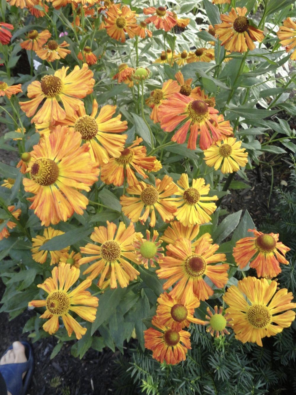 Photo of the bloom of Sneezeweed (Helenium 'Flammenspiel') posted by ...