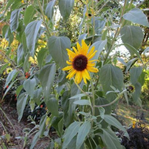 Silverleaf Sunflower (Helianthus argophyllus 'Gold and Silver') - Garden.org