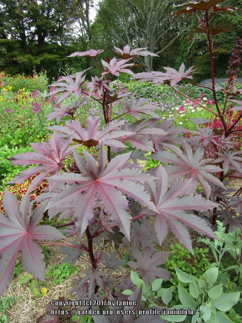 Castor Bean (Ricinus communis 'Red Giant') in the Castor Beans Database ...