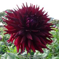 Dahlia 'Kenora Macop-B' in the Dahlias Database - Garden.org