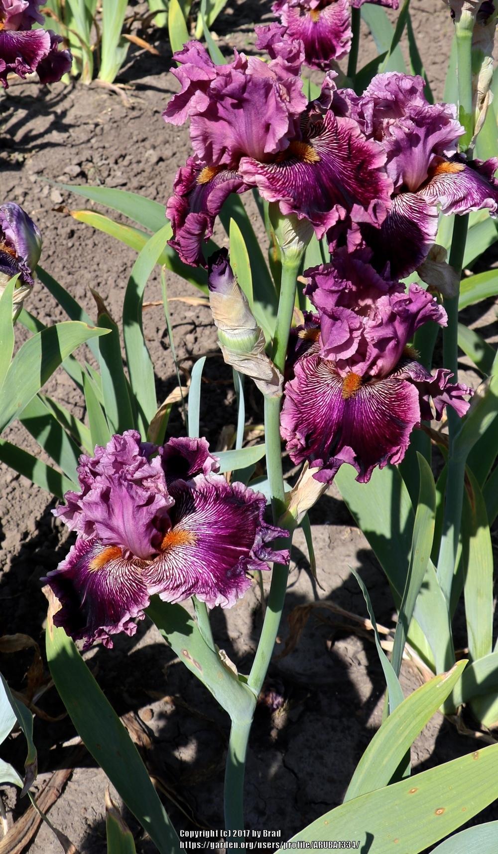 Photo of the bloom of Tall Bearded Iris (Iris 'Cherry Parfait') posted by ARUBA1334 - Garden.org