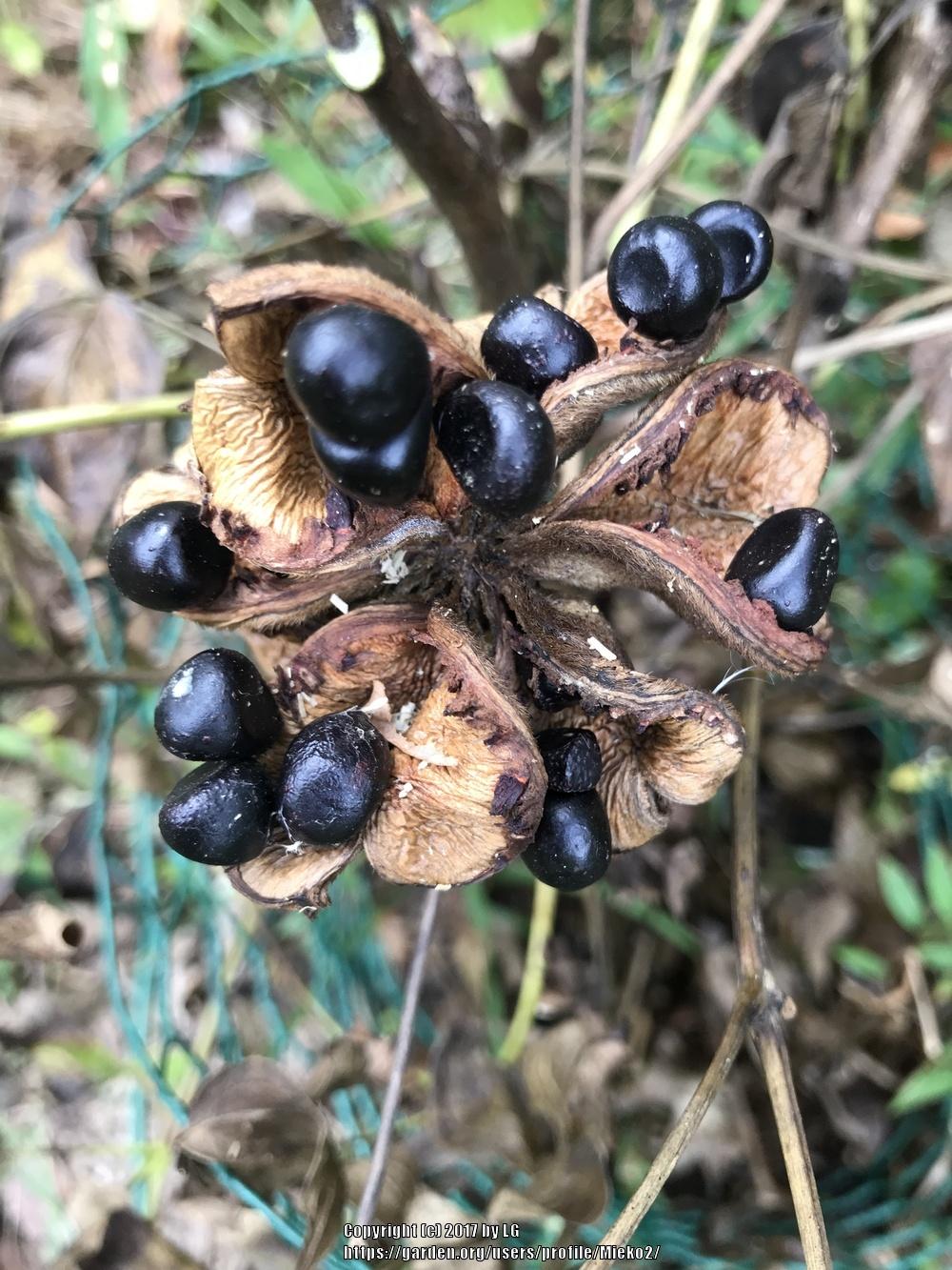 Peony seeds in the Peonies forum - Garden.org