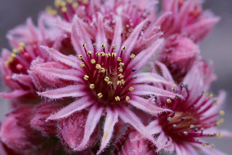 Hen and Chicks (Sempervivum 'Red Chief') in the Sempervivum Database ...