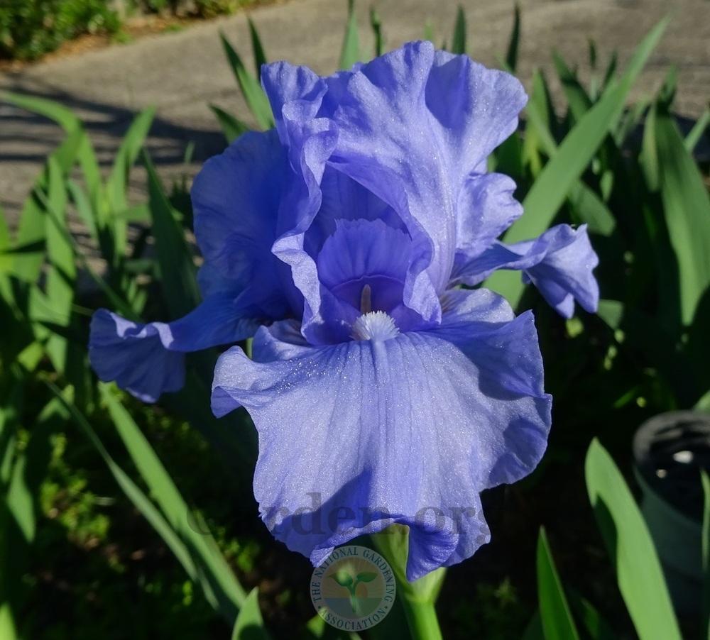 Intermediate Bearded Iris (Iris 'Neon Blue') in the Irises Database ...