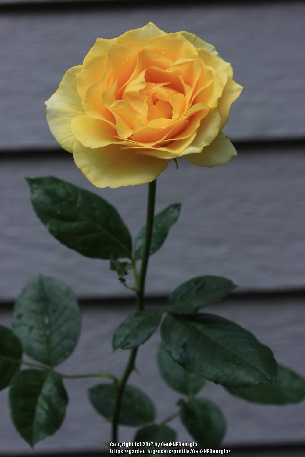 Rose (Rosa 'Doris Day') in the Roses Database - Garden.org